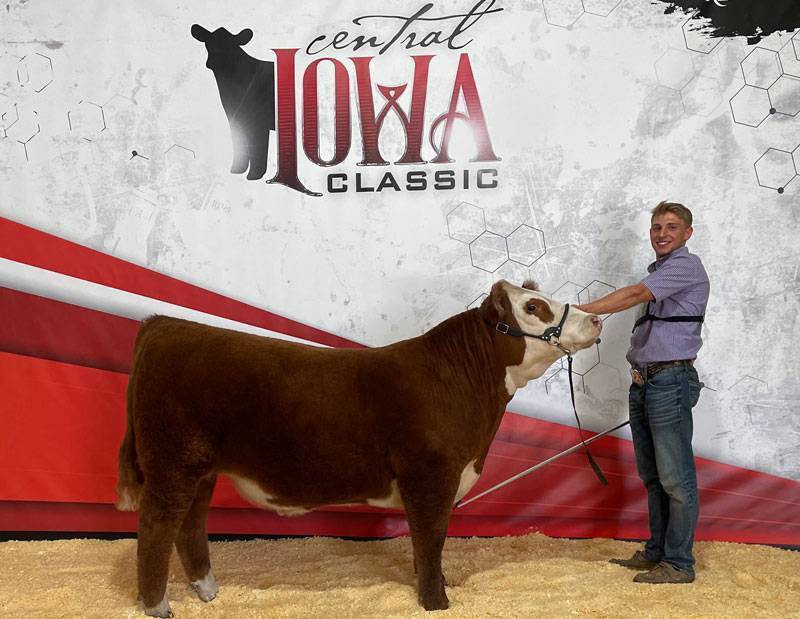 E2 Show Cattle